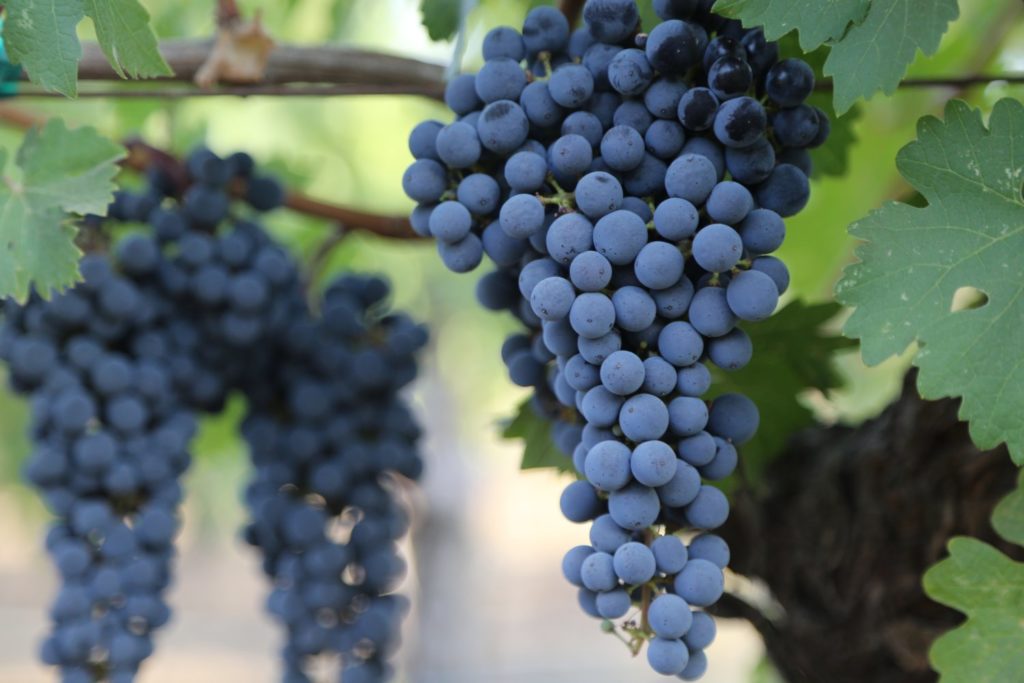 ELLMAN Estate Winery - The Napa Wine Project