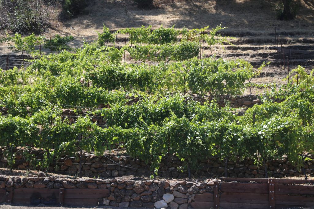 Boich Family Cellar - The Napa Wine Project