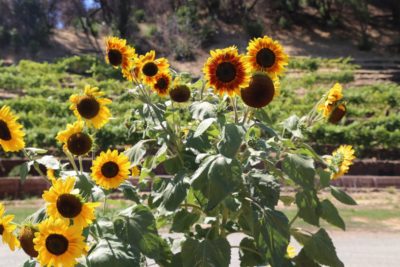 Boich Family Cellar - The Napa Wine Project