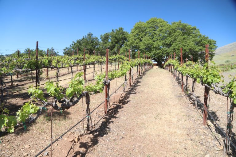 Boich Family Cellar - The Napa Wine Project