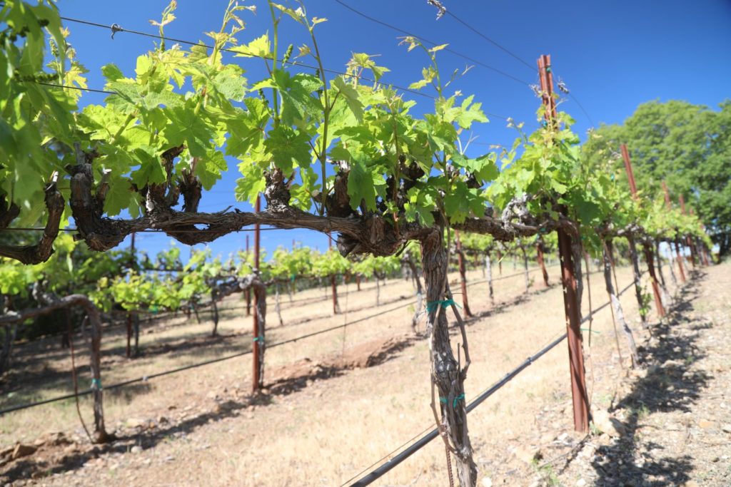 Boich Family Cellar - The Napa Wine Project