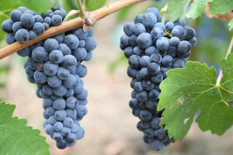 Azur Wines - The Napa Wine Project