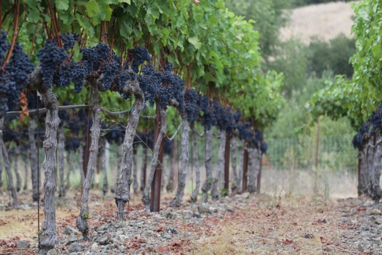 PerUs Wine - The Napa Wine Project