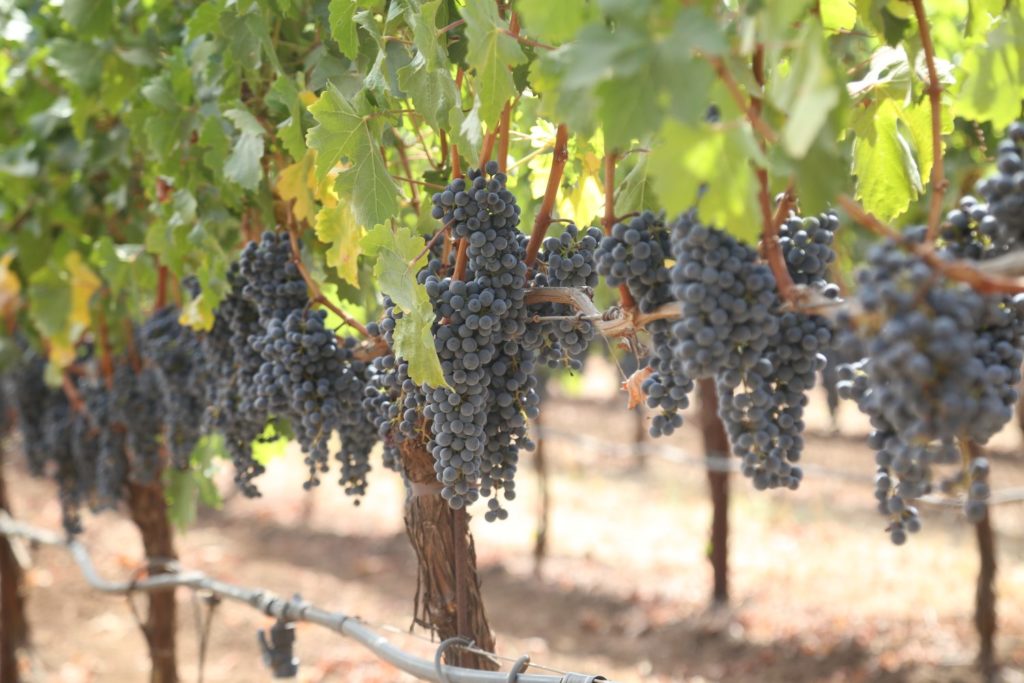 PerUs Wine - The Napa Wine Project