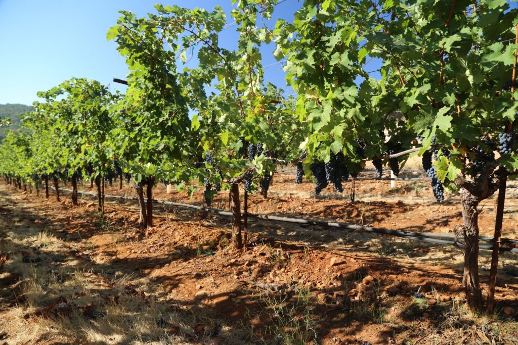 PerUs Wine - The Napa Wine Project