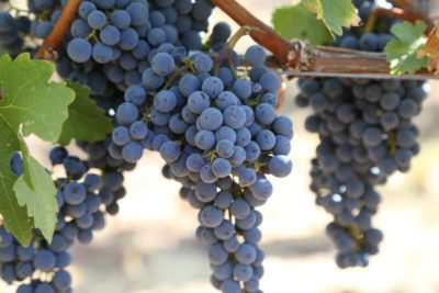 Barbour Vineyards - The Napa Wine Project