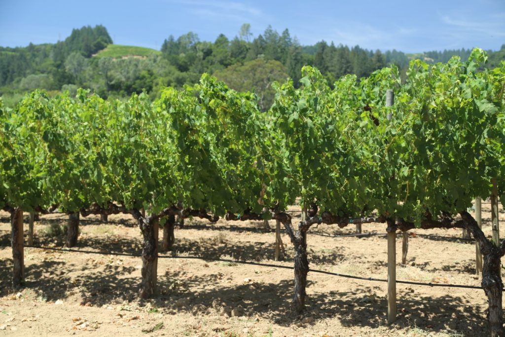 Abreu Vineyards - The Napa Wine Project