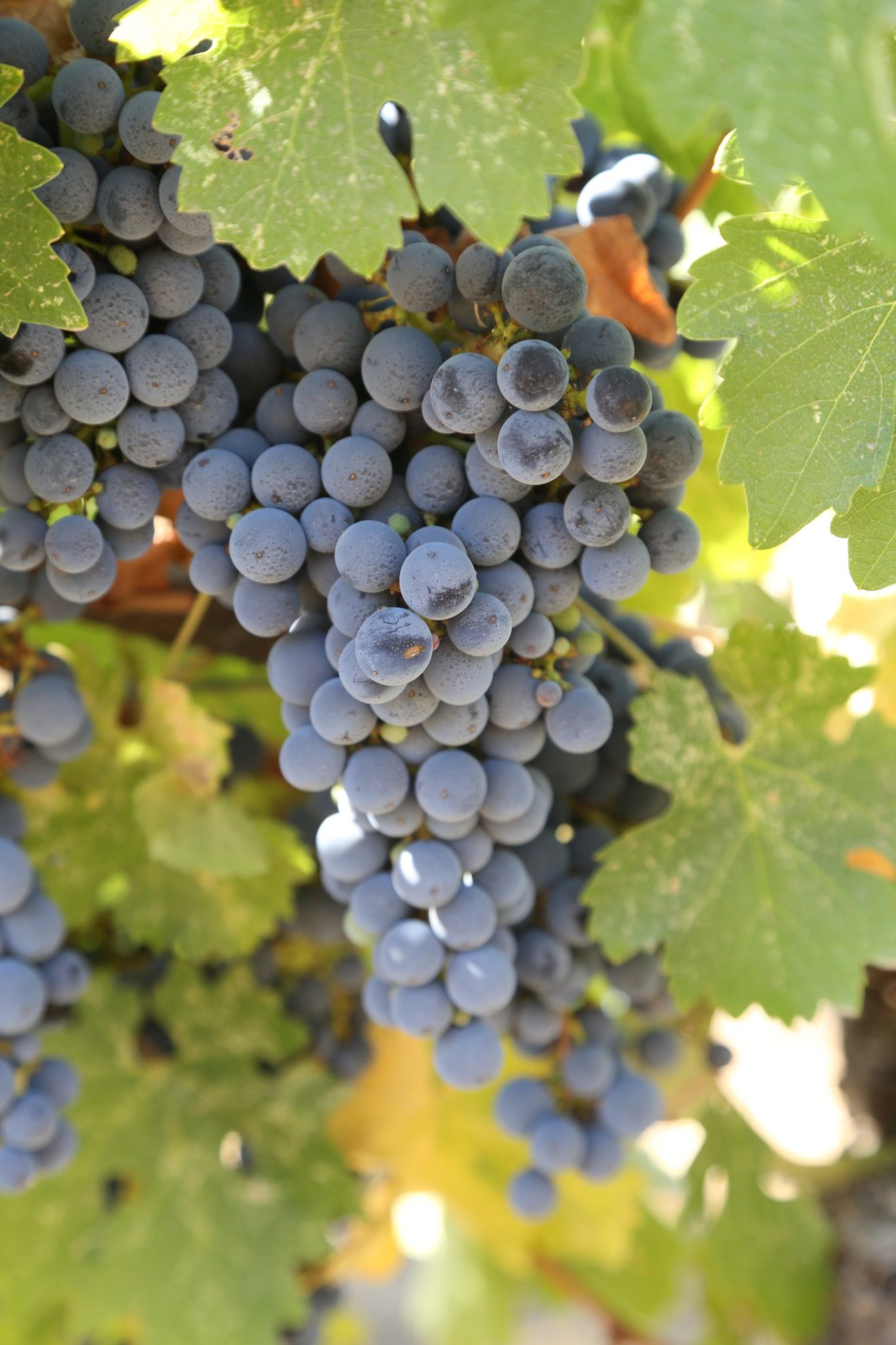 Folio Fine Wine Partners - The Napa Wine Project