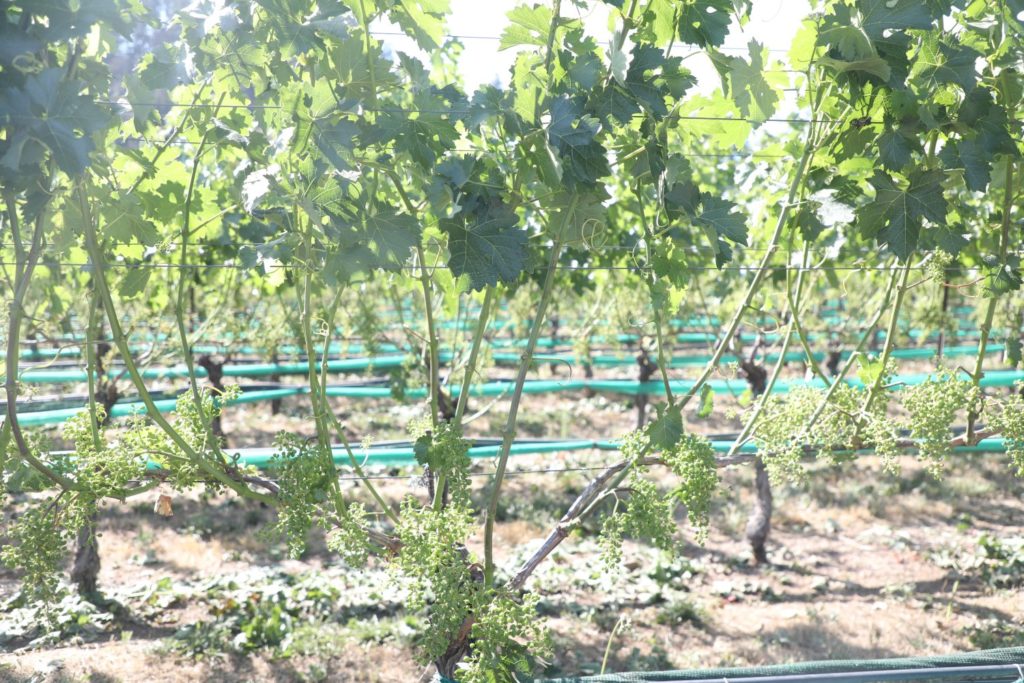 Bevan Cellars - The Napa Wine Project