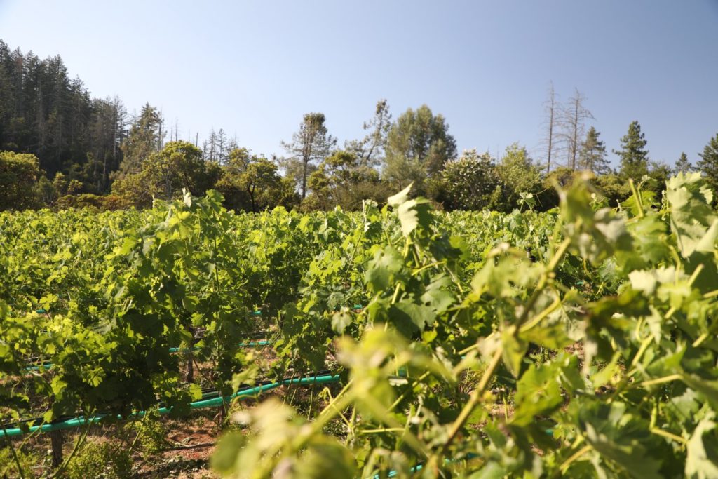 Bevan Cellars - The Napa Wine Project