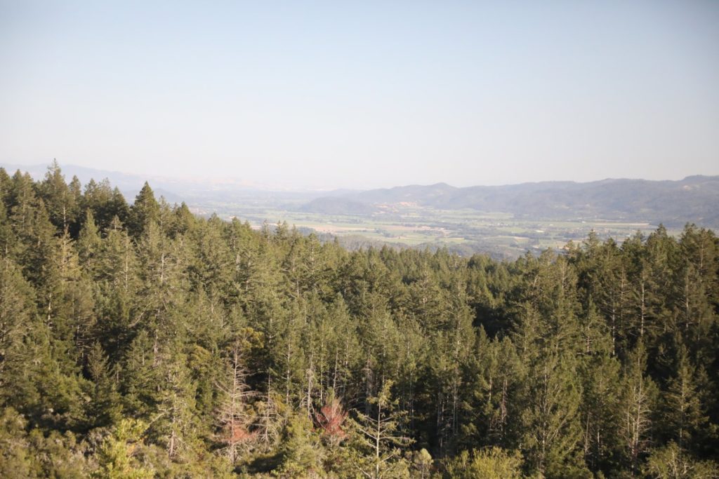 Bevan Cellars - The Napa Wine Project