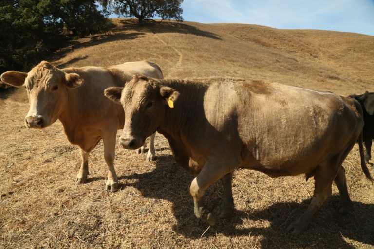 Buhman Estate Vineyards - The Napa Wine Project