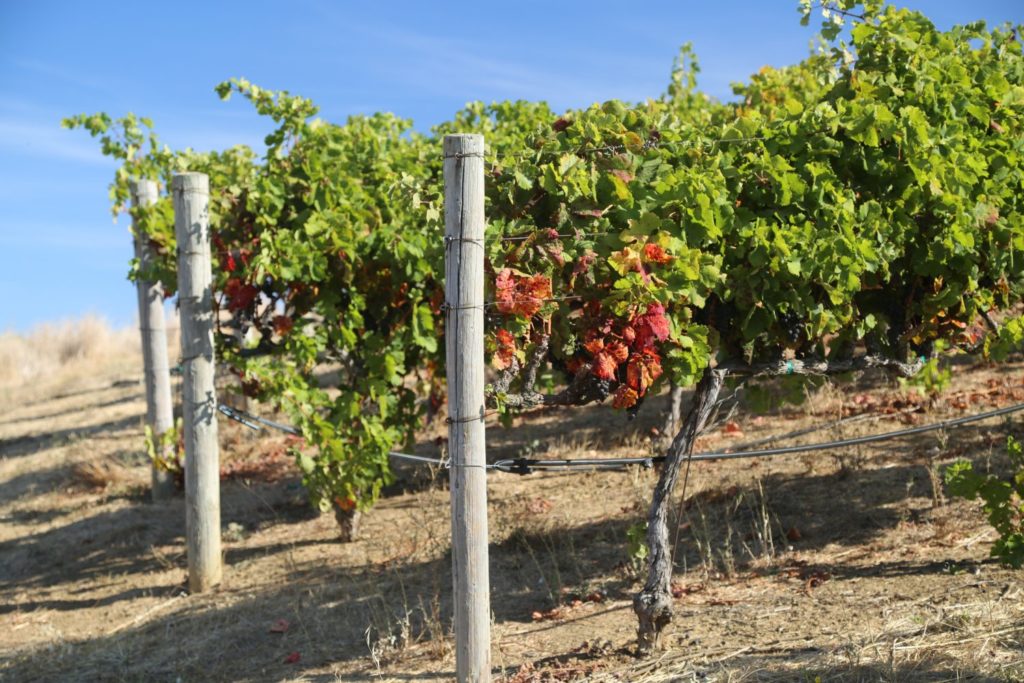 Buhman Estate Vineyards - The Napa Wine Project