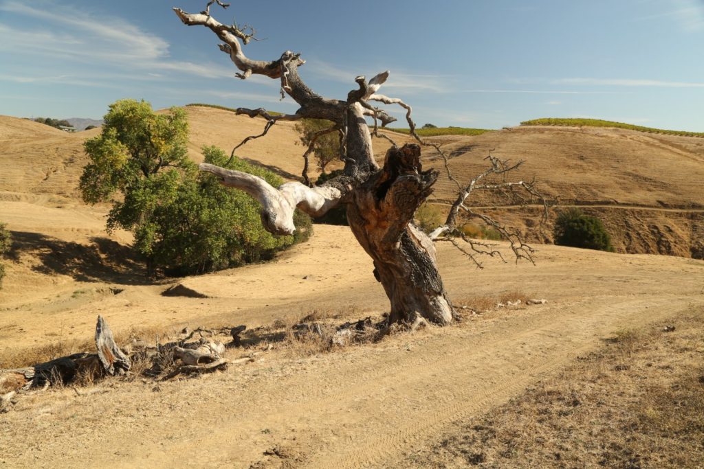 Buhman Estate Vineyards - The Napa Wine Project