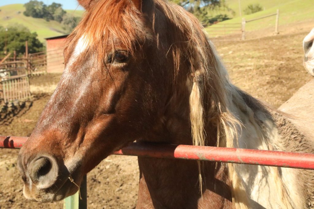 Buhman Estate Vineyards - The Napa Wine Project