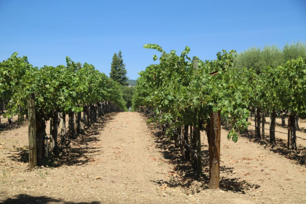 Abreu Vineyards - The Napa Wine Project