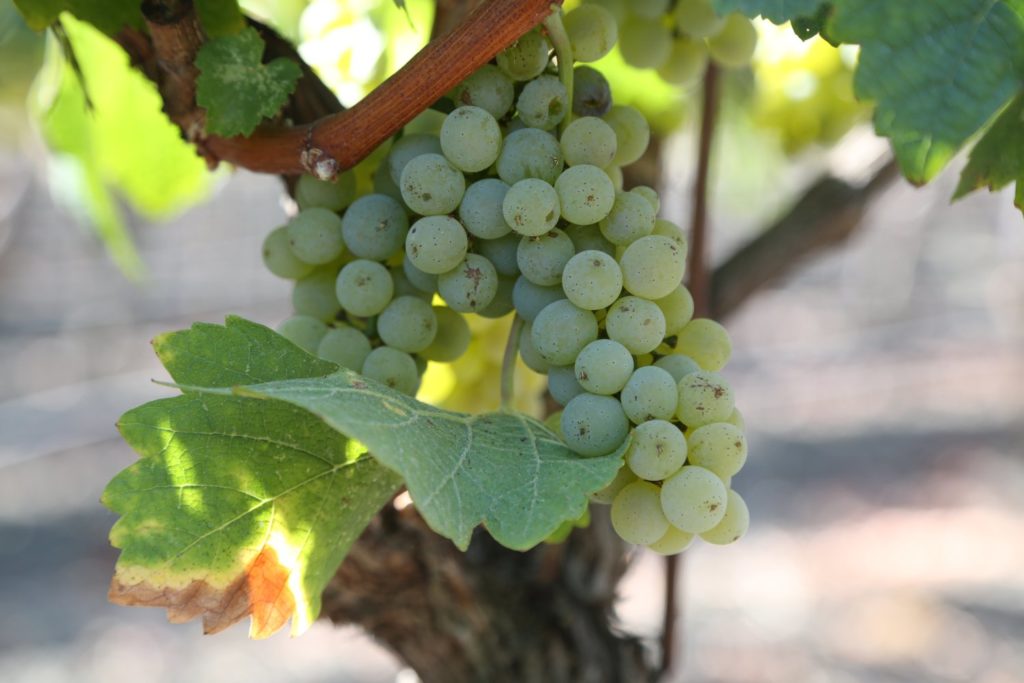 Prothro Family Wines - The Napa Wine Project