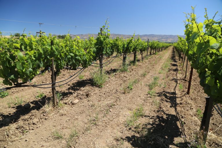 Portfolio Winery - The Napa Wine Project