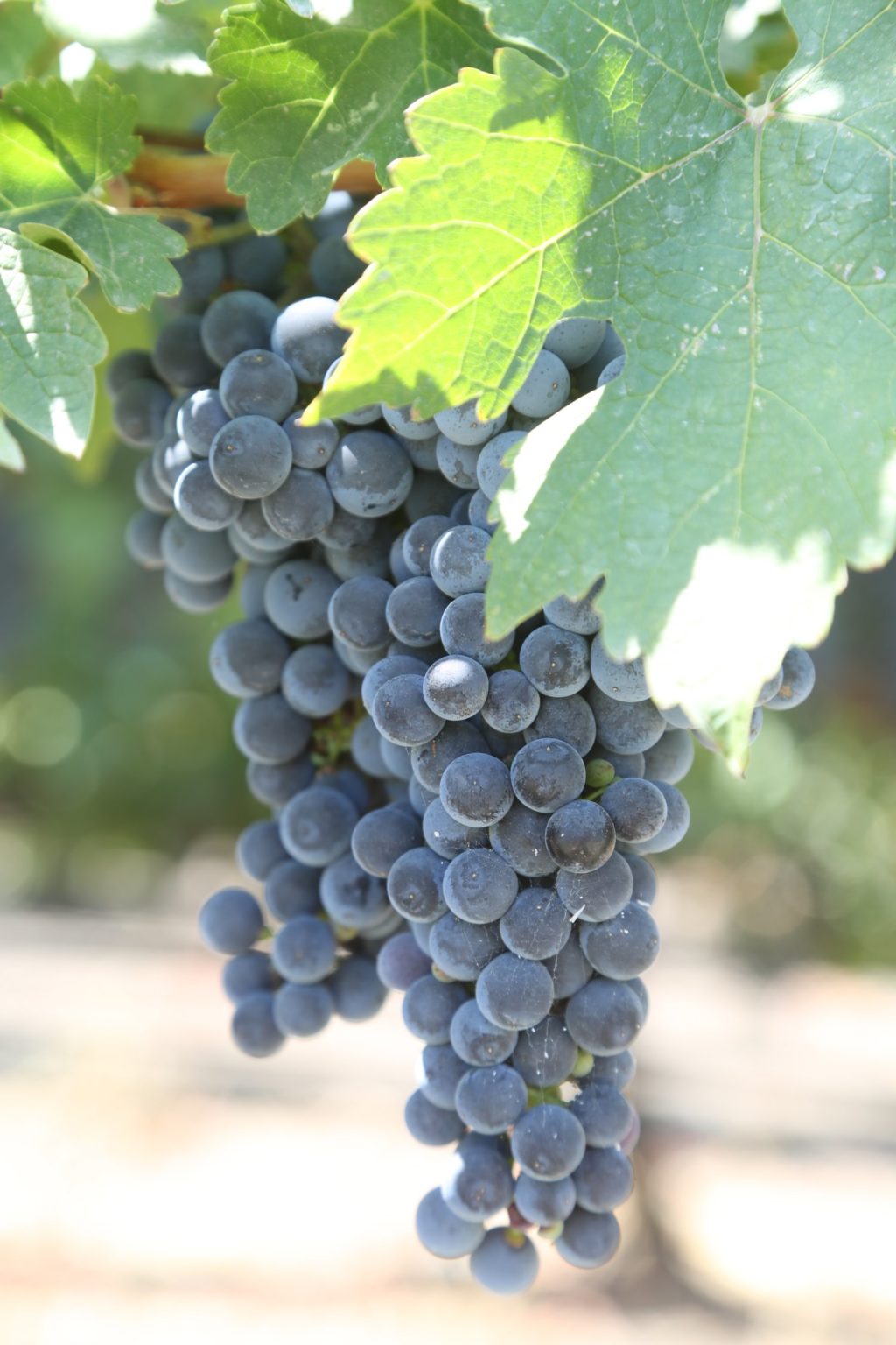 Porter Family Vineyards - The Napa Wine Project