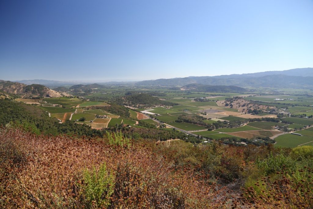 BRION Wines - The Napa Wine Project