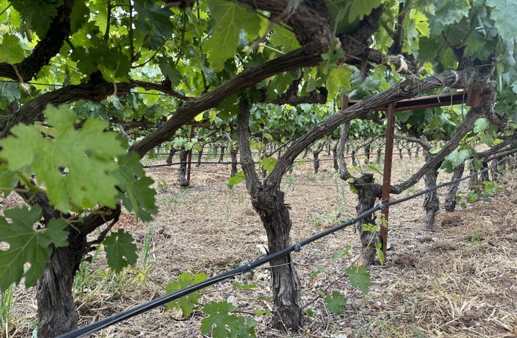 BRION Wines - The Napa Wine Project
