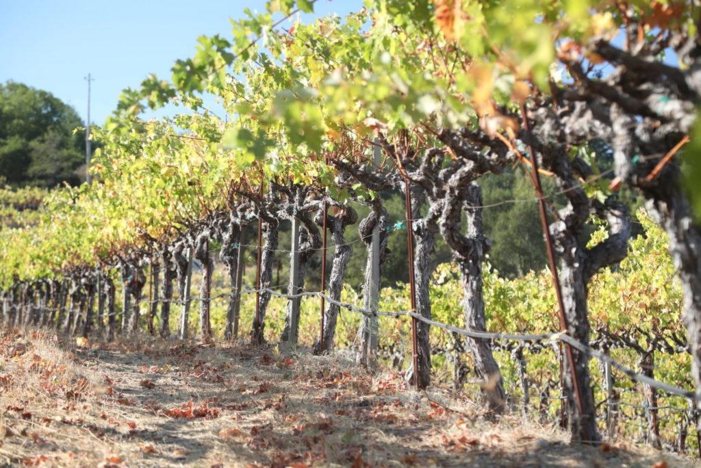 Lerner Project - The Napa Wine Project