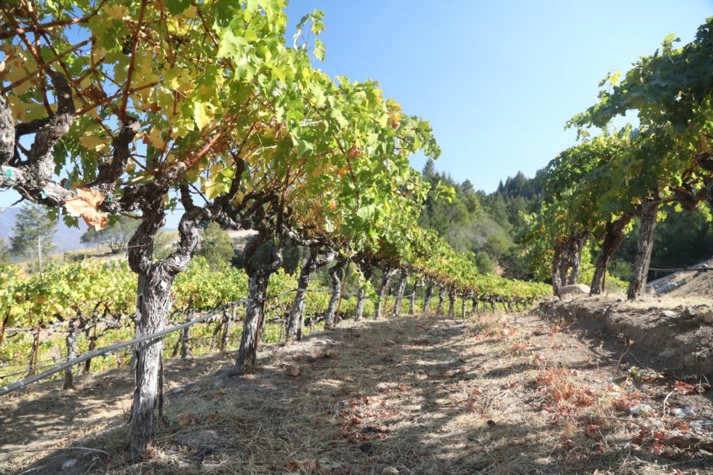 Lerner Project - The Napa Wine Project