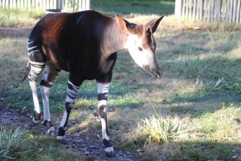 Okapi Wines - The Napa Wine Project