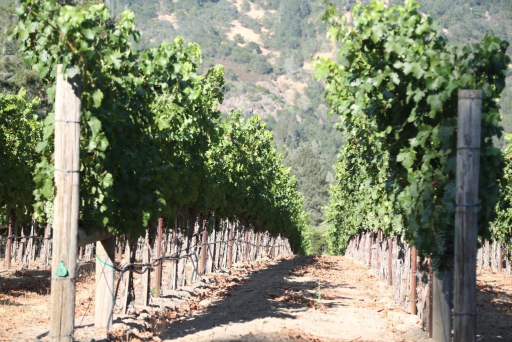 Heimark Vineyard - The Napa Wine Project