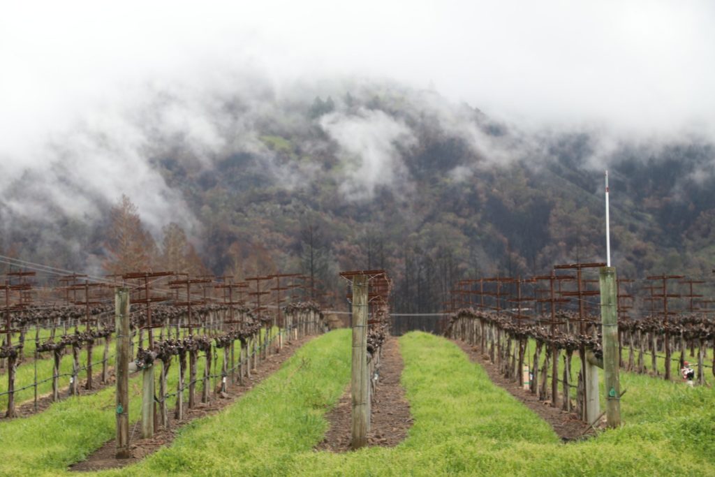 Heimark Vineyard - The Napa Wine Project