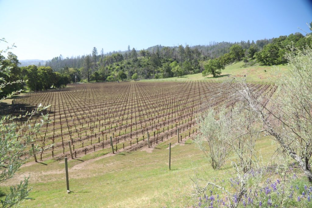 Montgomery Vineyard - The Napa Wine Project