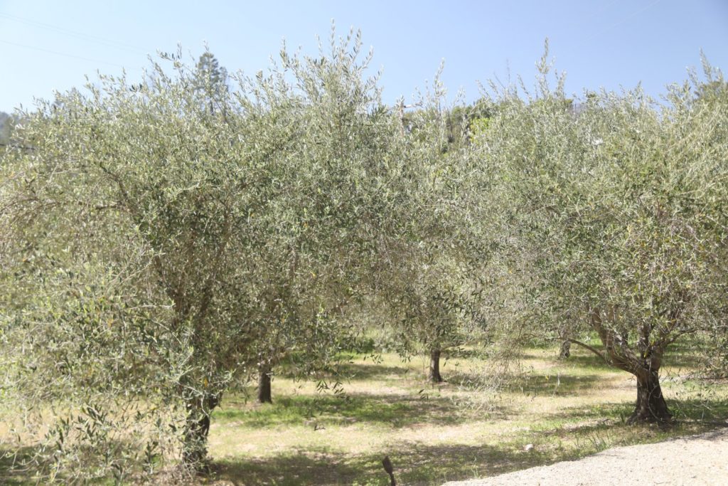 Montgomery Vineyard - The Napa Wine Project