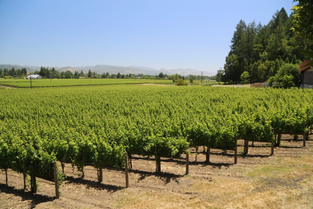 Cathiard Vineyard - The Napa Wine Project
