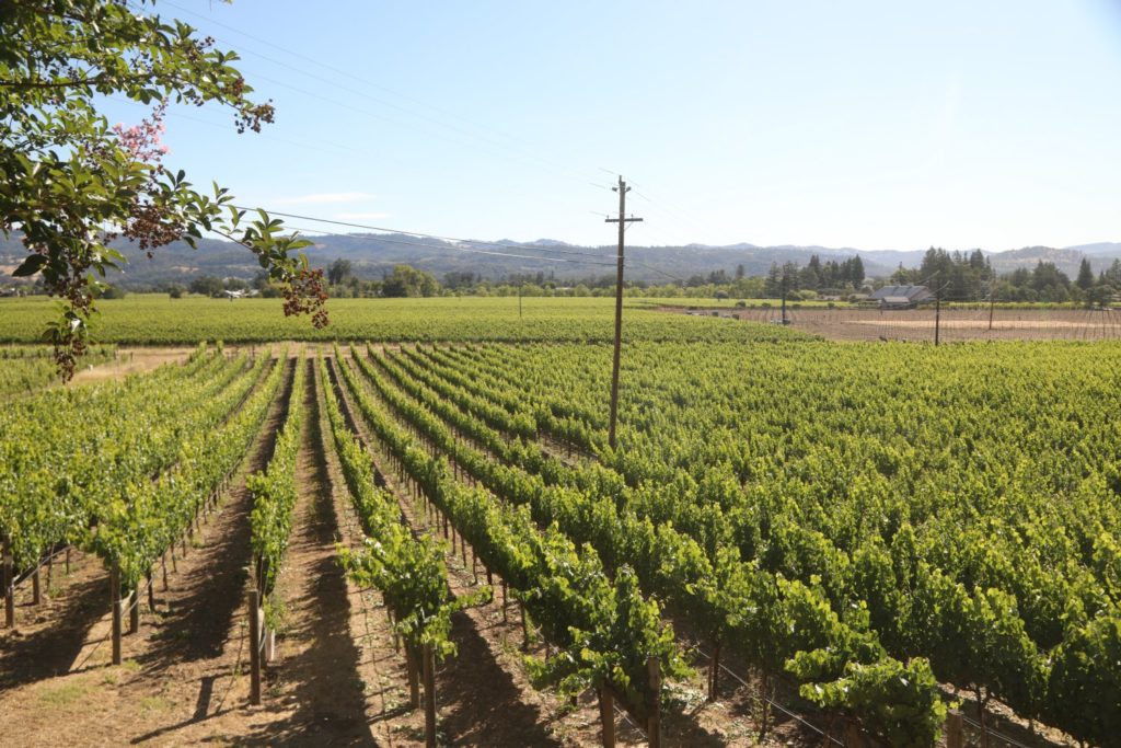 Cathiard Vineyard - The Napa Wine Project