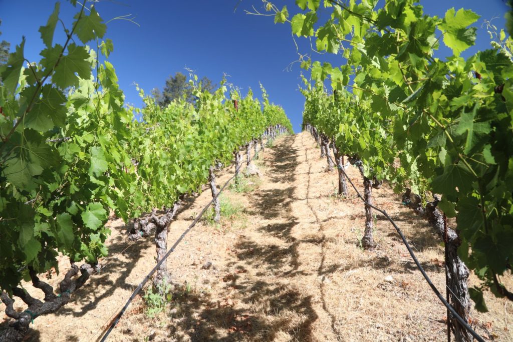 Cathiard Vineyard - The Napa Wine Project