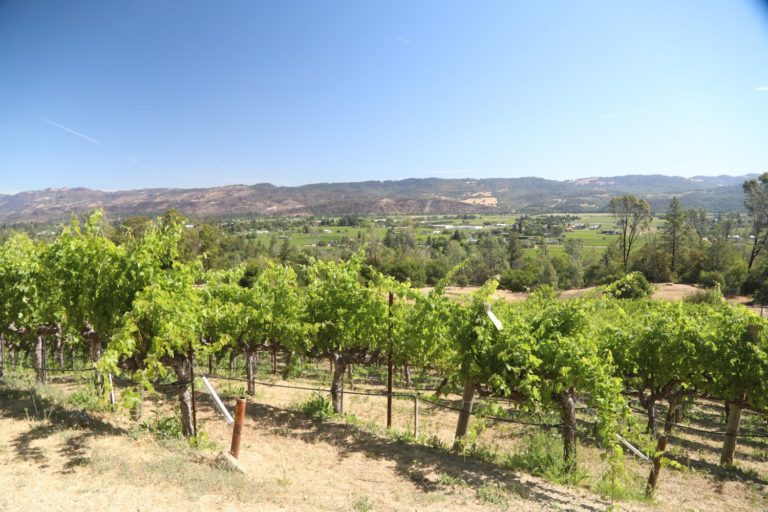 Cathiard Vineyard - The Napa Wine Project