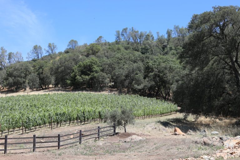 BRION Wines - The Napa Wine Project