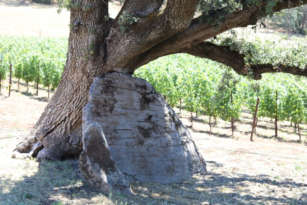 BRION Wines - The Napa Wine Project