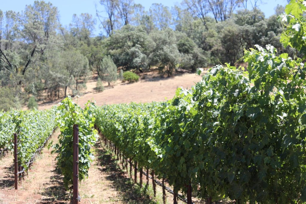 BRION Wines - The Napa Wine Project