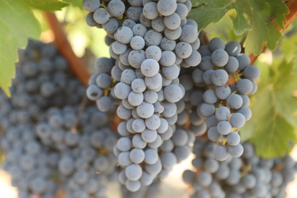 Napa Wine Project Summary, 2021 - The Napa Wine Project