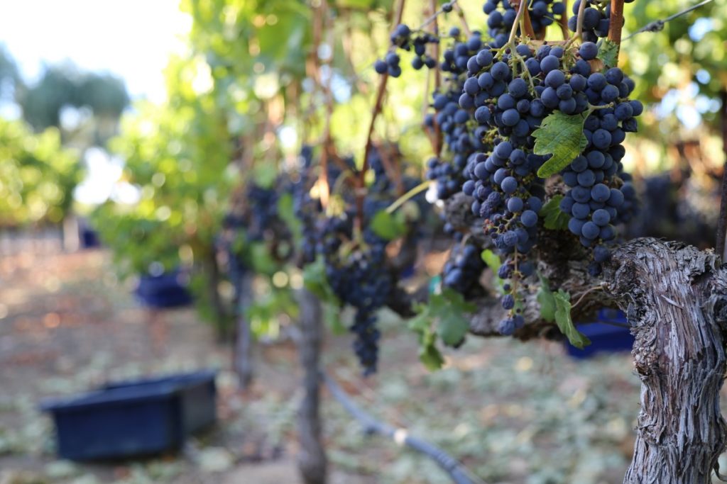 Marilyn Merlot - The Napa Wine Project