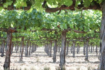 Castlevale Winery - The Napa Wine Project