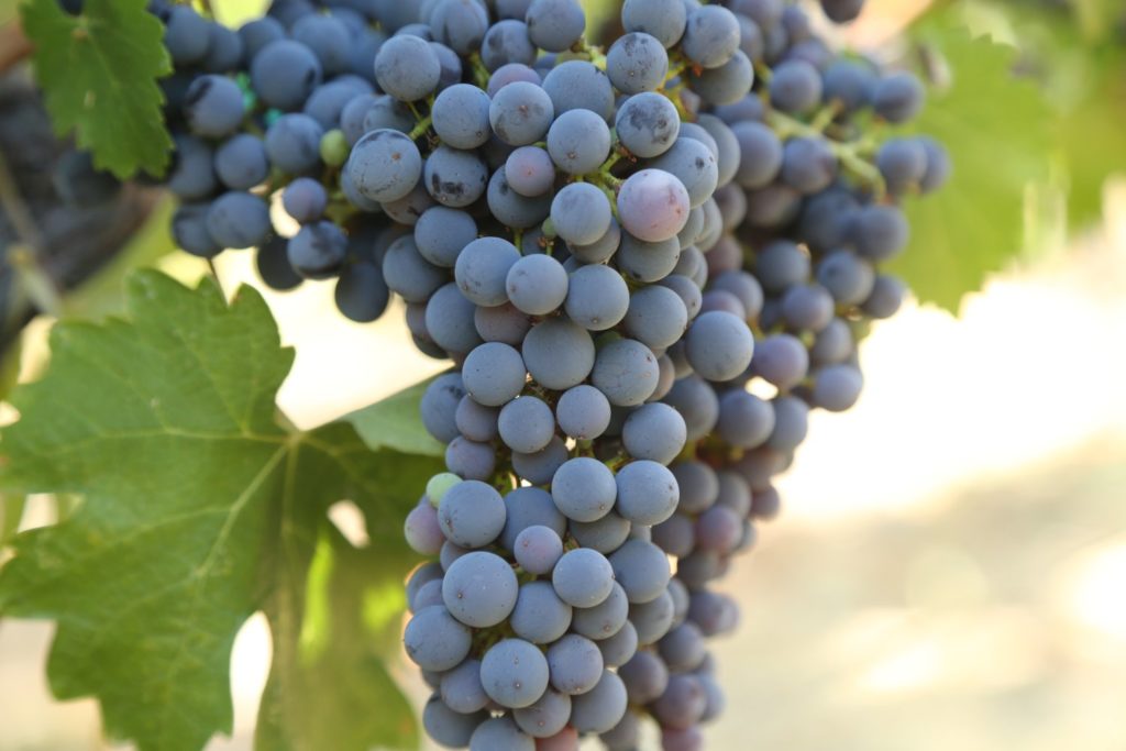 Hailstone Vineyards - The Napa Wine Project