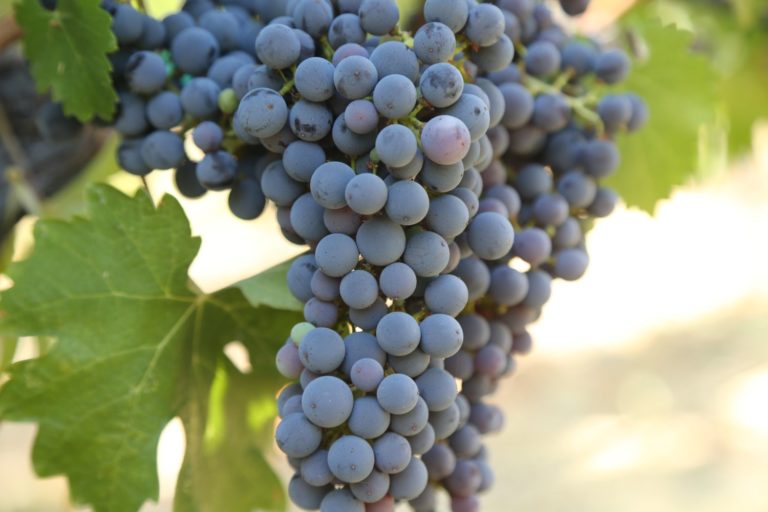 Hailstone Vineyards - The Napa Wine Project