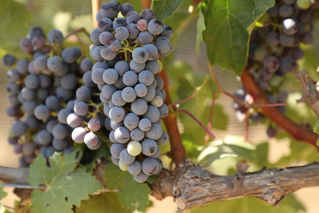 Denali Estate Vineyards - The Napa Wine Project