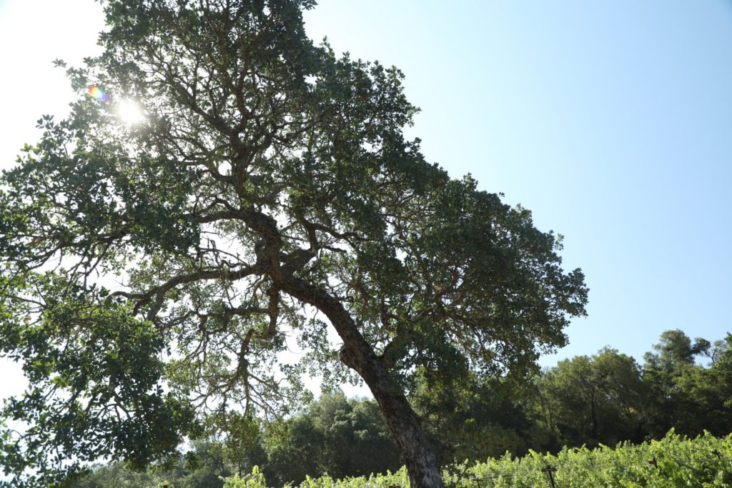 Buselli Wines - The Napa Wine Project