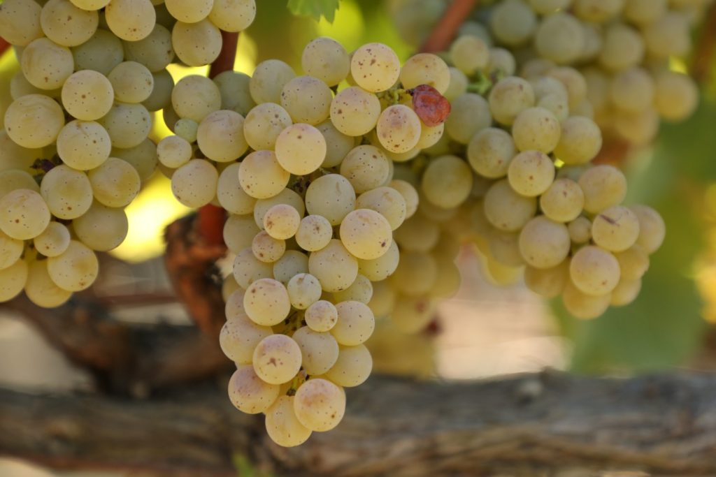 The Napa Wine Project