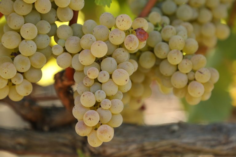 The Napa Wine Project