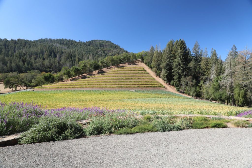 Bergman Estate - The Napa Wine Project