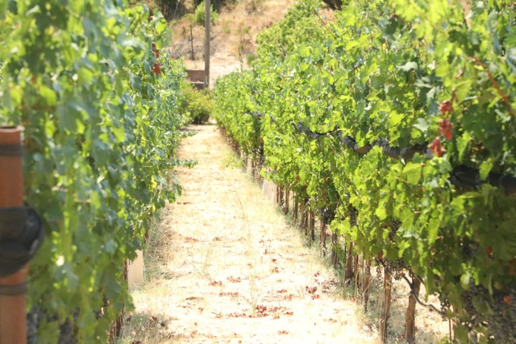 Vida Valiente Winery - The Napa Wine Project